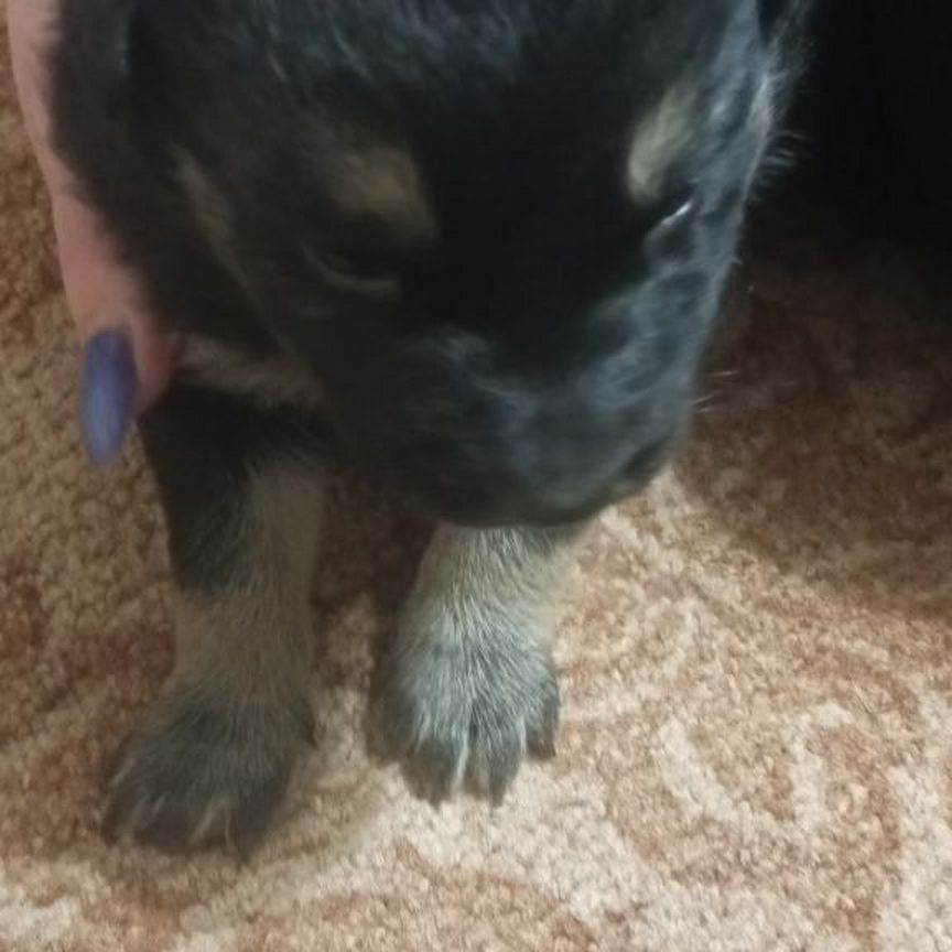 Щенки смесь овчарки