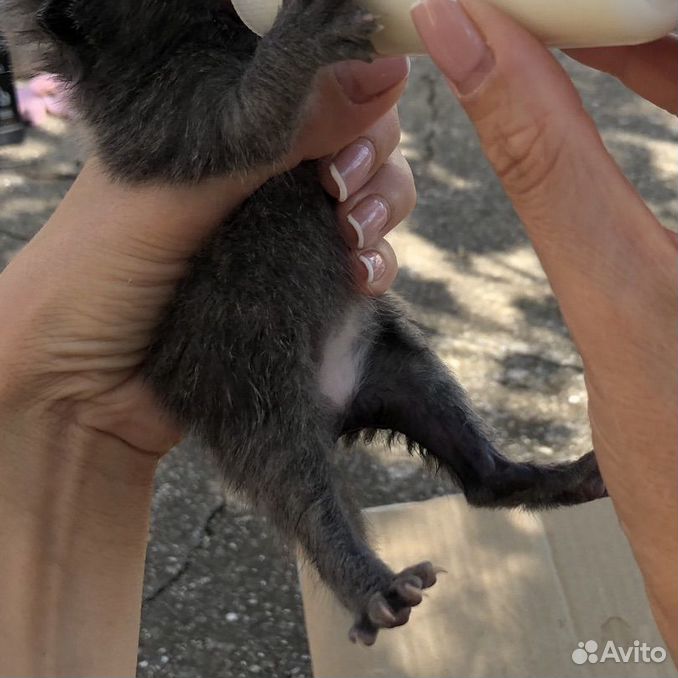 Отдам прекрасных котят в добрые руки