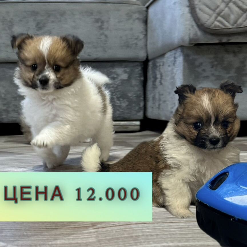 Померанский шпиц, щенок