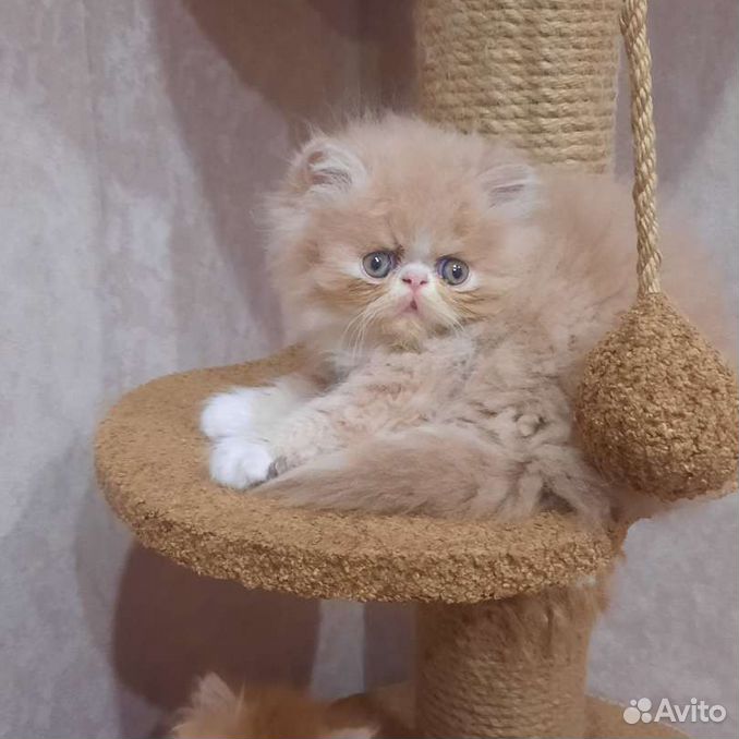 Персы экзоты