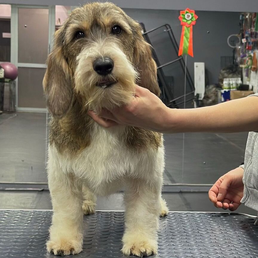 Малый вандейский бассет-гриффон, щенок