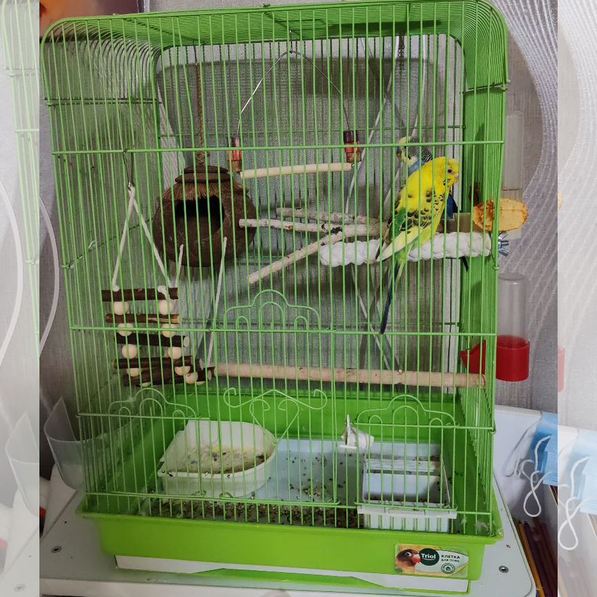 Волнистые попугаи