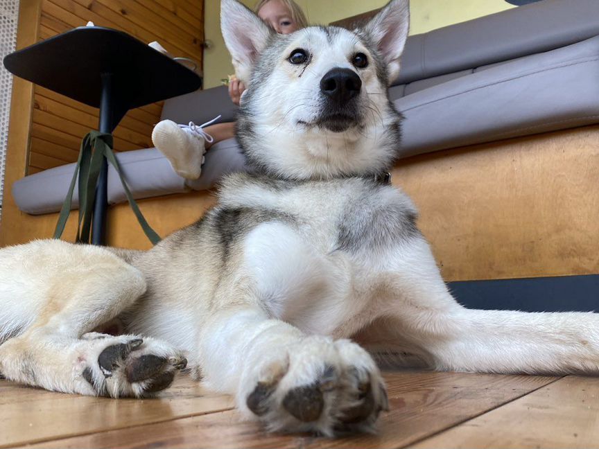 Собака лайка в дар в добрые руки