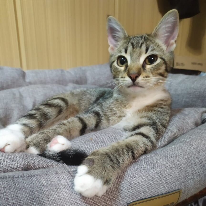 Котенок в добрые руки