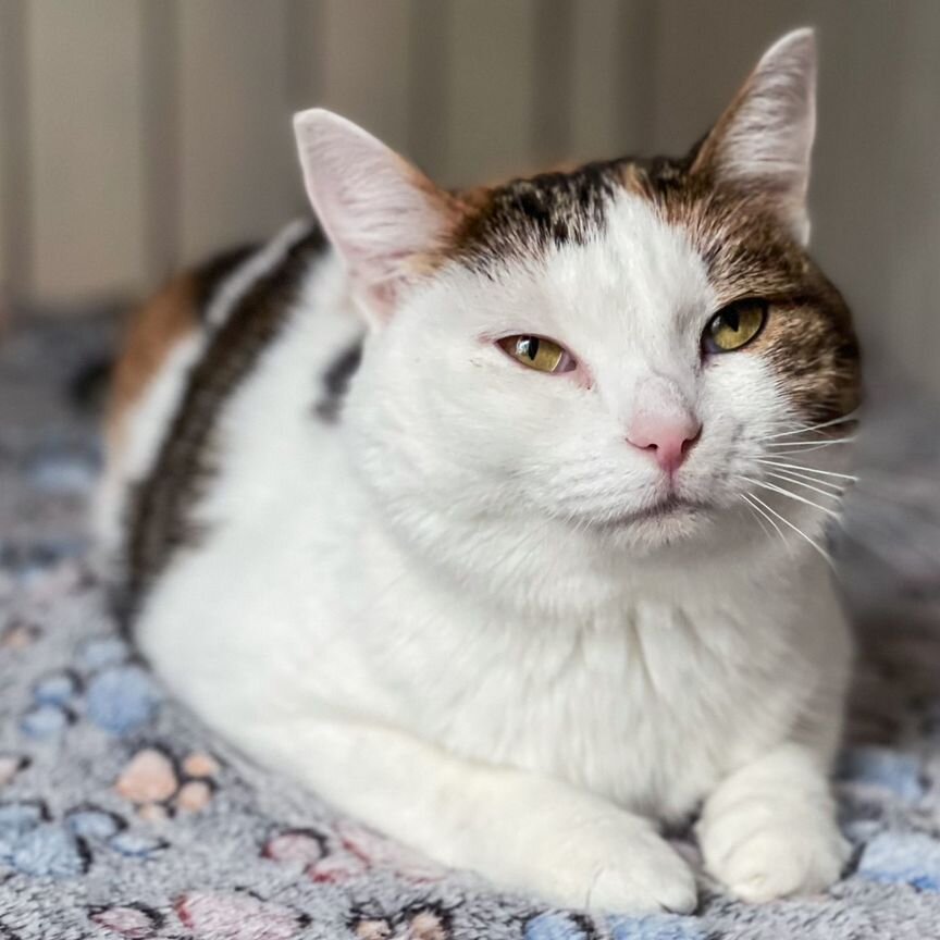 Семейная кошка Фиона ищет дом
