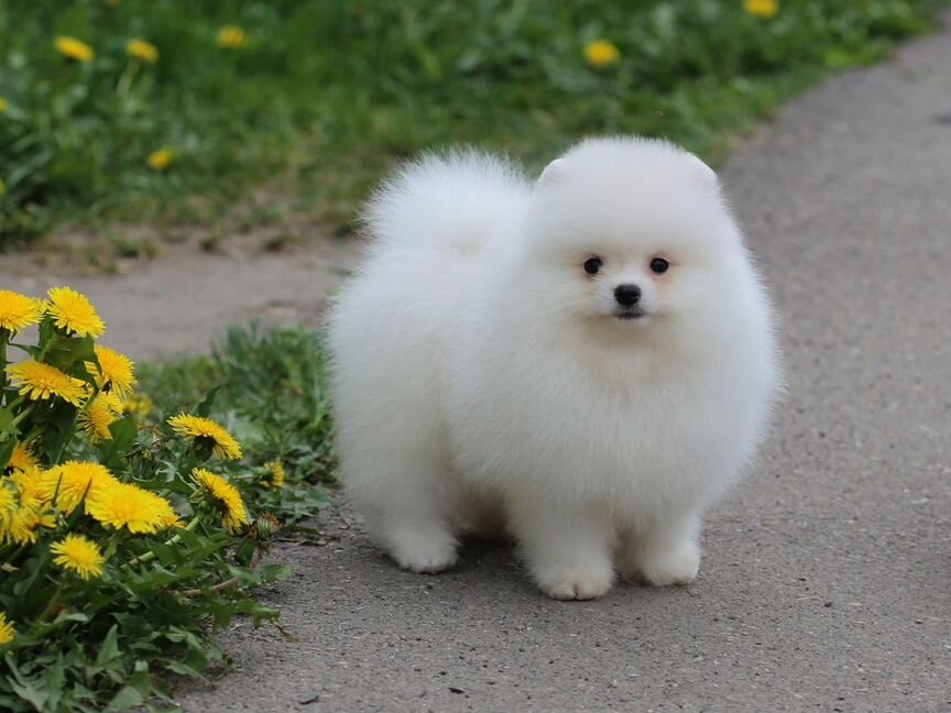 Шпицулька айс крем