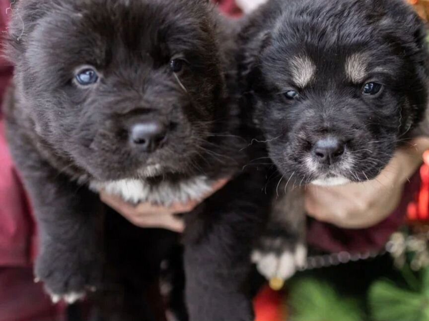Щенки туркменский алабай