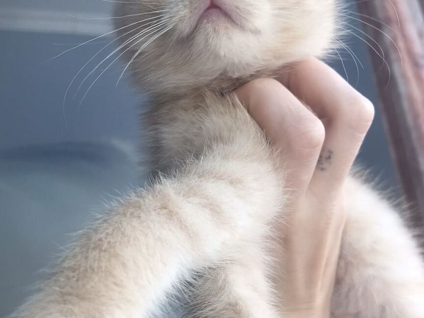 Британская кошка