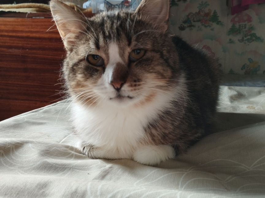 Котик ищет дом