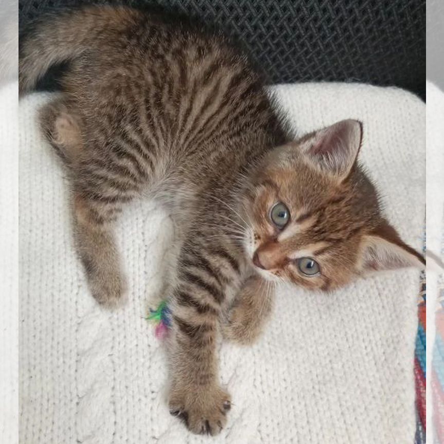 Котёнок в добрые руки