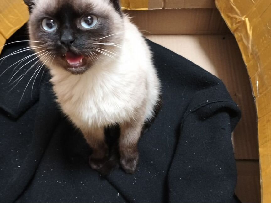 Сиамский котенок