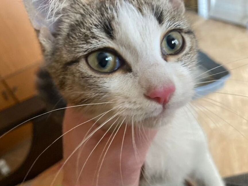 Кошка. Котёнок