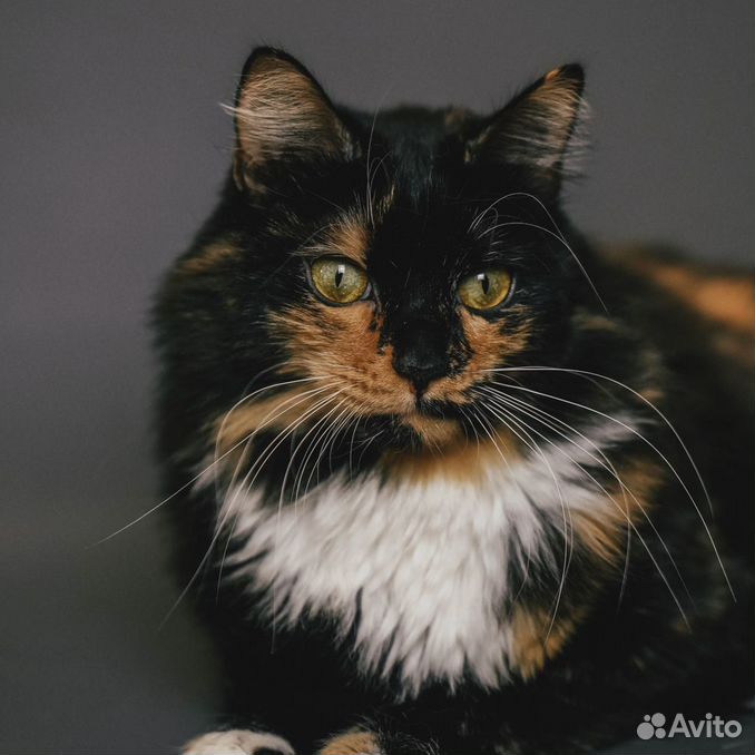 Необыкновенная красавица Фрося в любящую семью