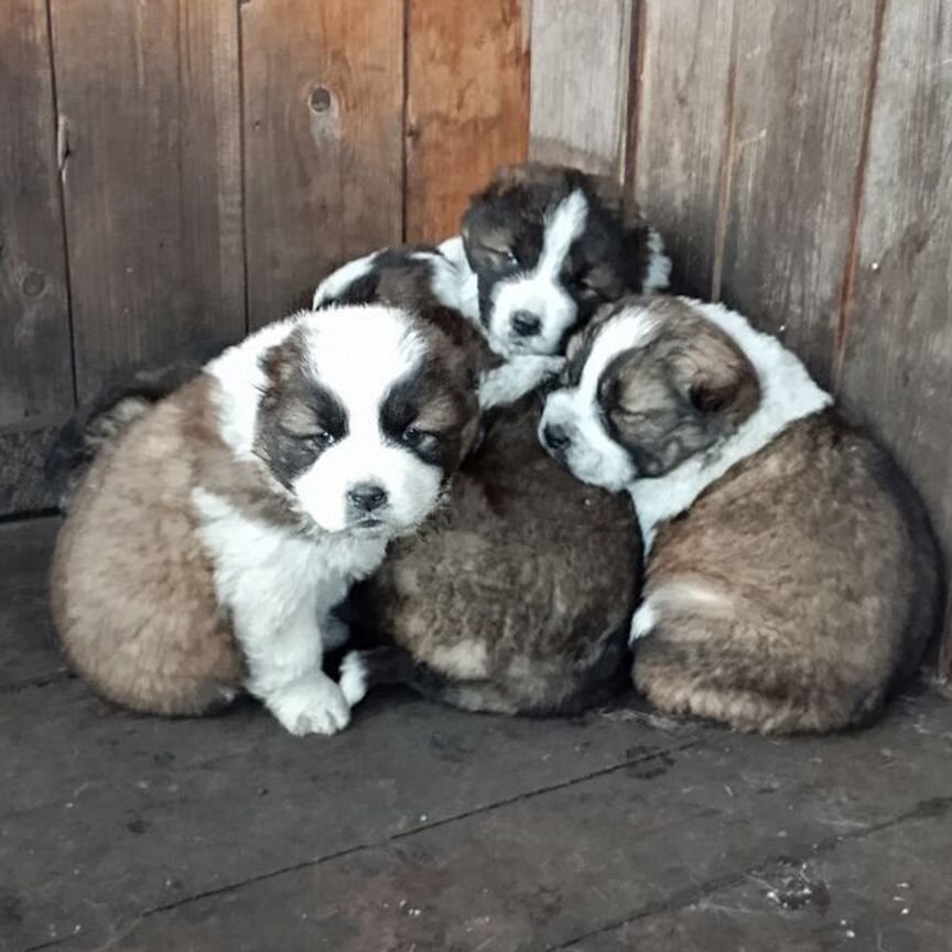 Щенки кавказской овчарки