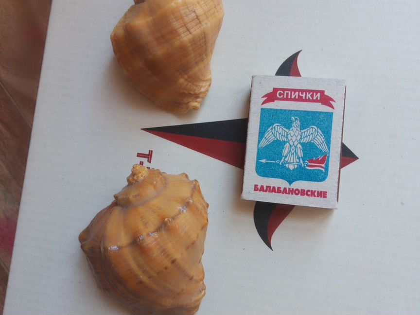 Морские ракушки раковины
