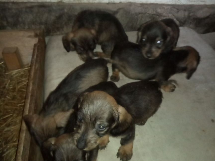 Щенки таксы жесткошорсной