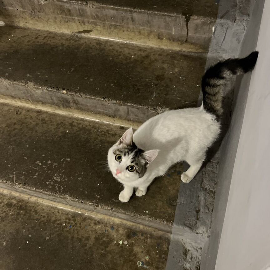 Кошки в добрые руки