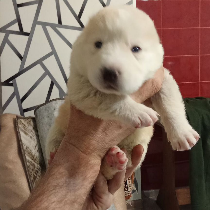 Среднеазиатская овчарка, щенок