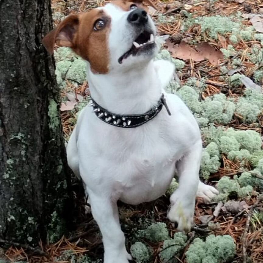 Джек-рассел-терьер, взрослый пёс