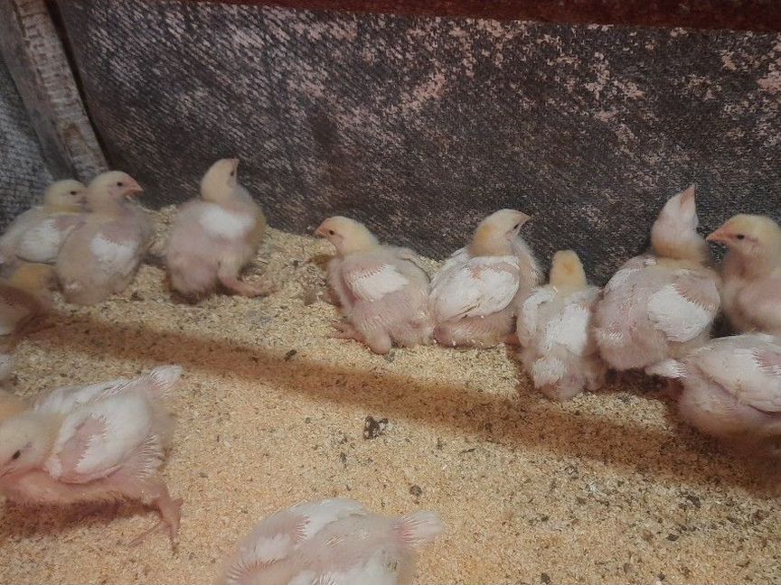 Цыплята бройлера кобб, росс Венгрия