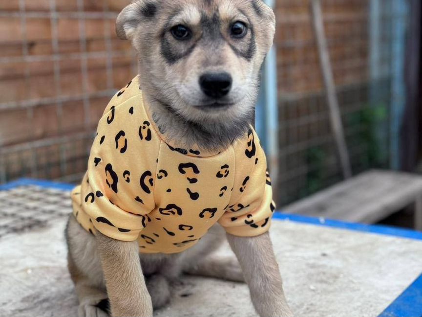 Щенок в добрые руки бесплатно