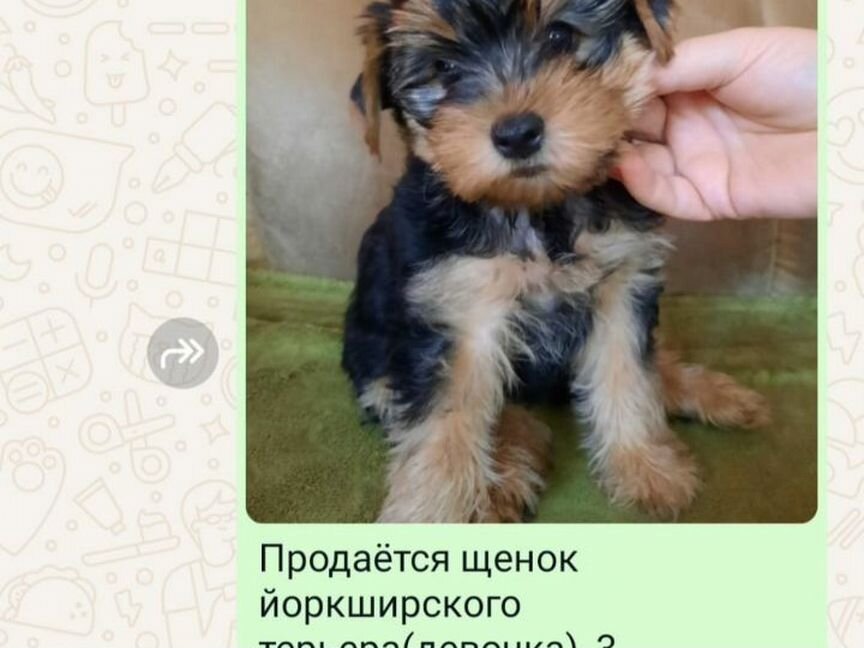 Йоркширский терьер щенок девочка
