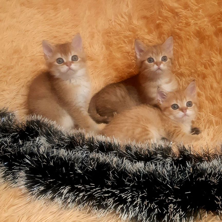 Британский короткошёрстный котёнок