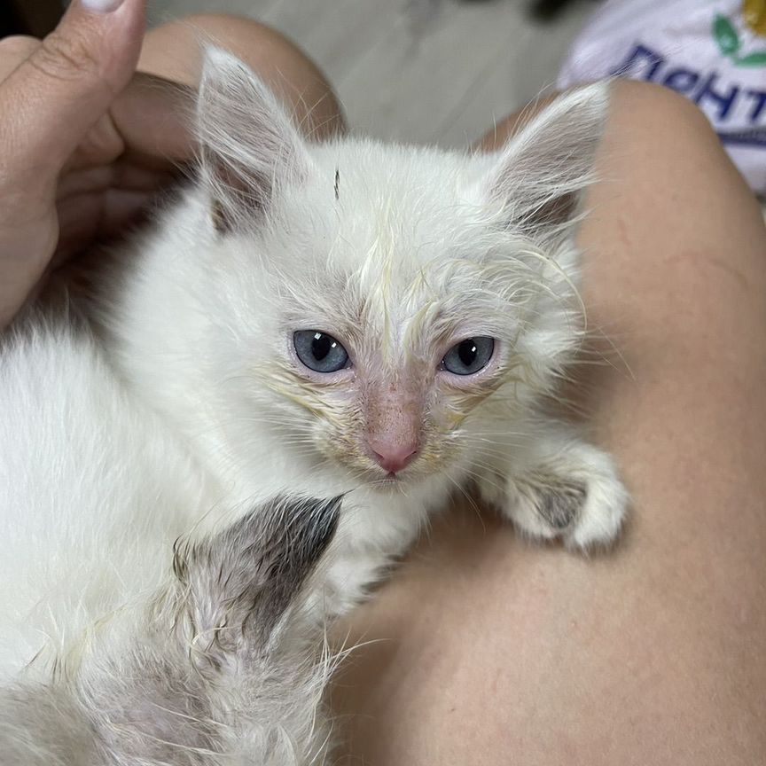 Котята голубоглазые белые