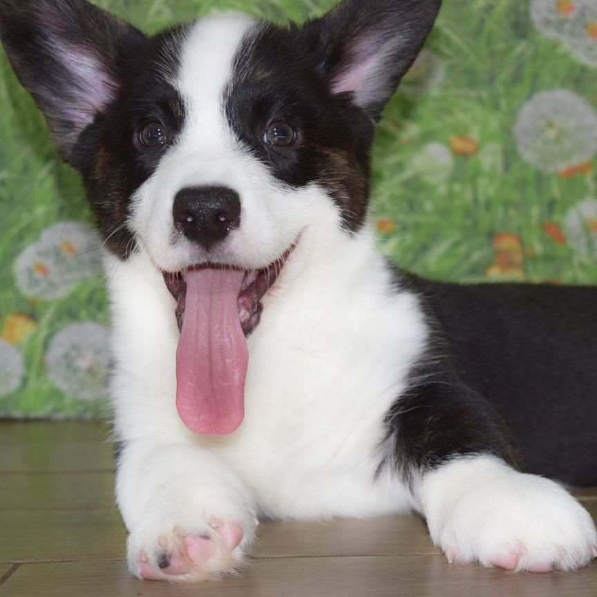 Вельш корги Кардиган щенок кобель