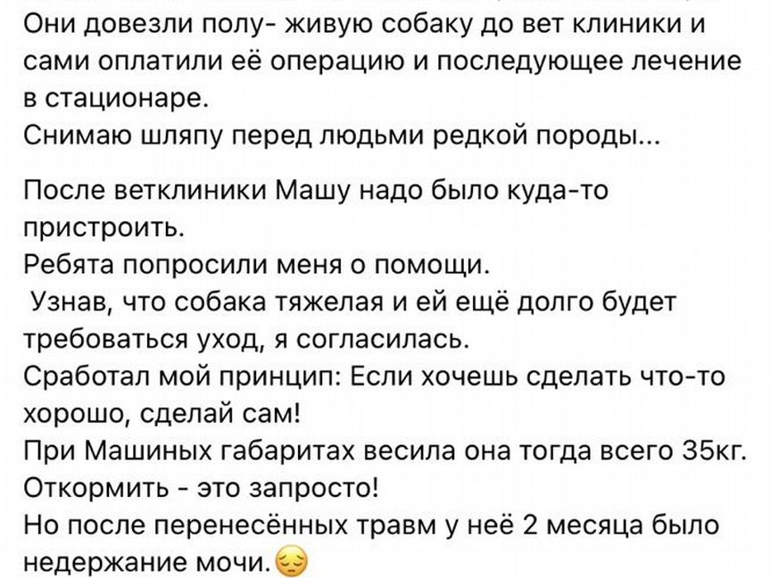 Метис Алабая Маша. собака приют лазаревское
