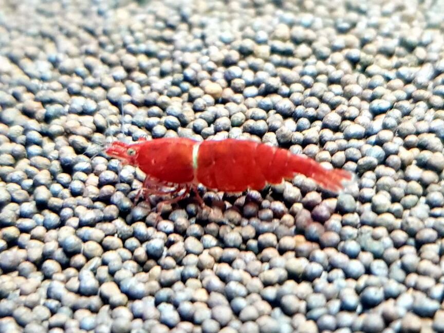 Креветки и улитки