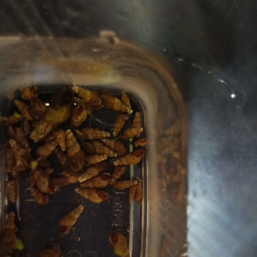 Улитки Мелании бесплатно