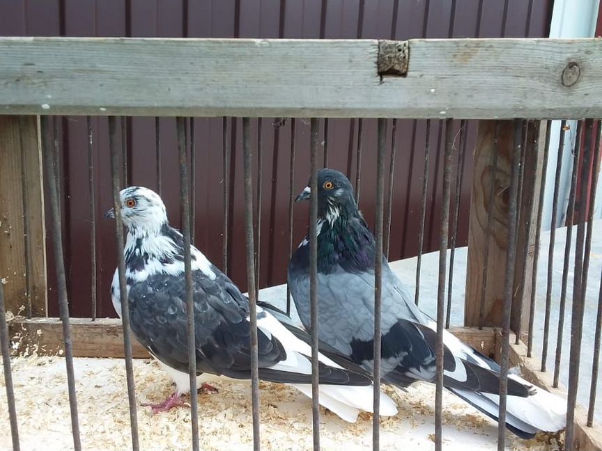 Николаевские голуби