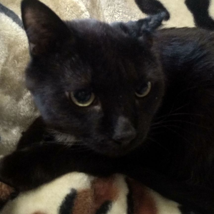 Взрослый кот в добрые руки