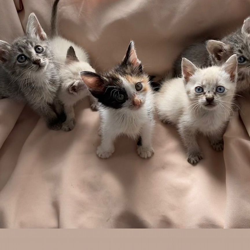 Ласковые котята 1,5 месяца