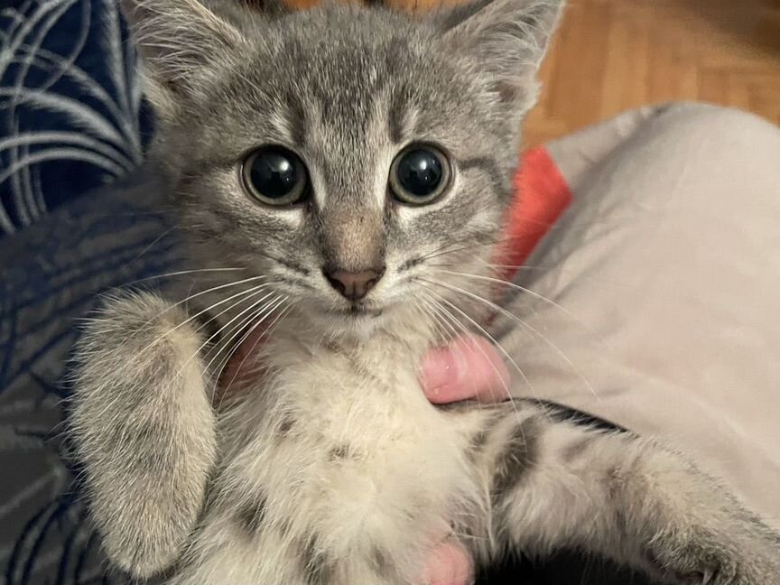 Не проходите мимо - Котята 2 месяца