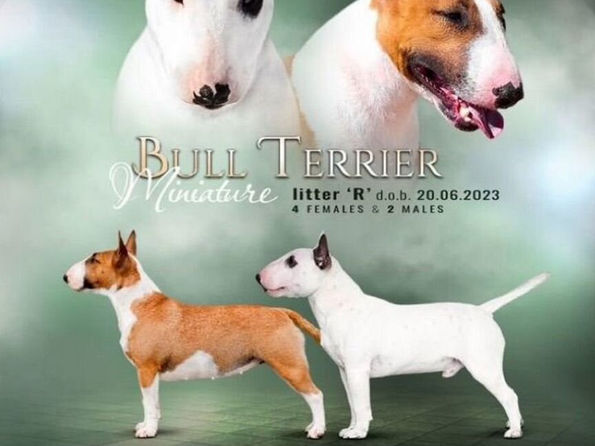 Щенок миниатюрного бультерьера