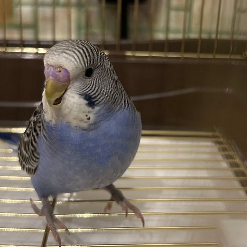 Волнистый попугай с клеткой