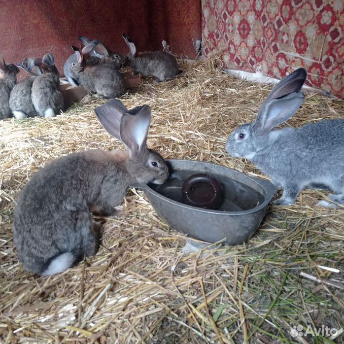 Крольчата ризен