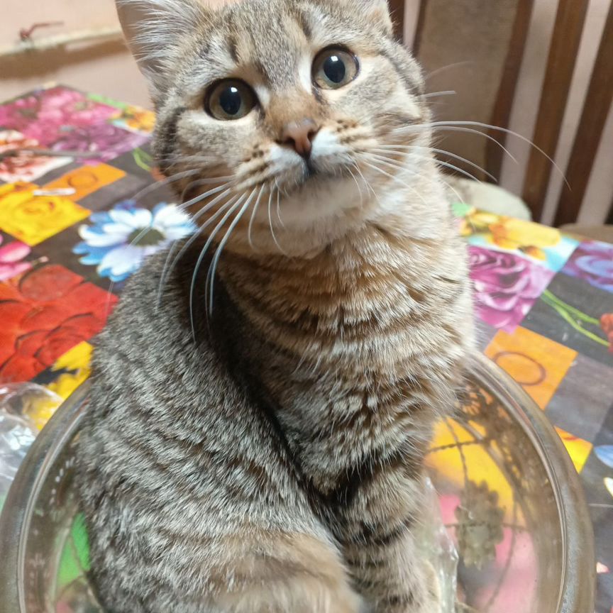 Отдам котенка в добрые руки