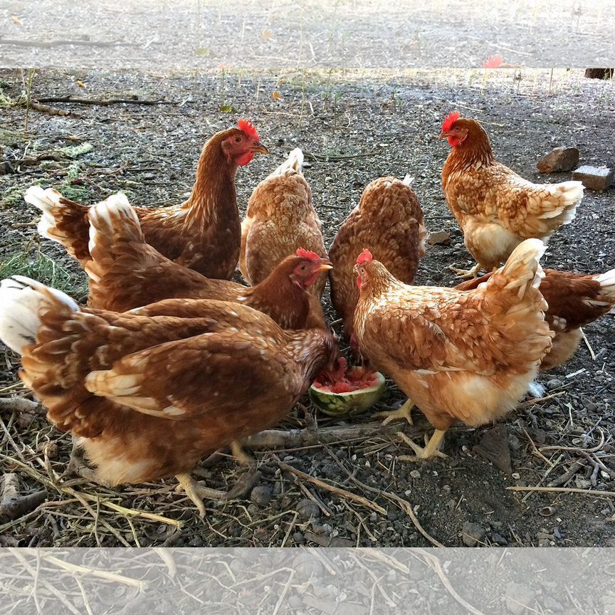 Несушки красные