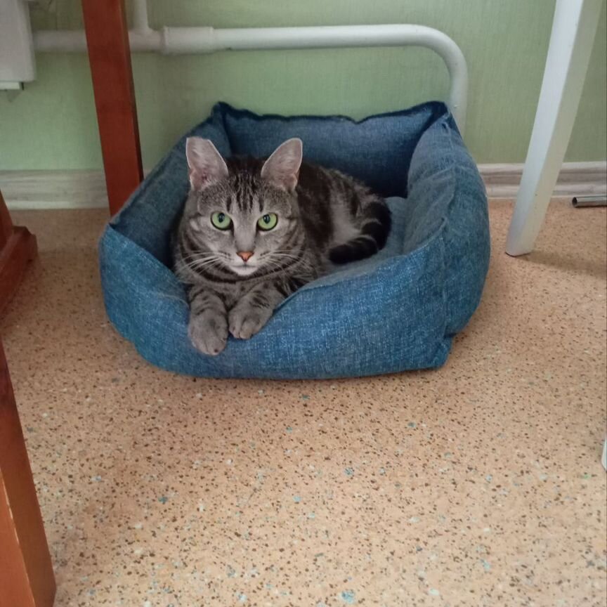 Кошки в добрые руки