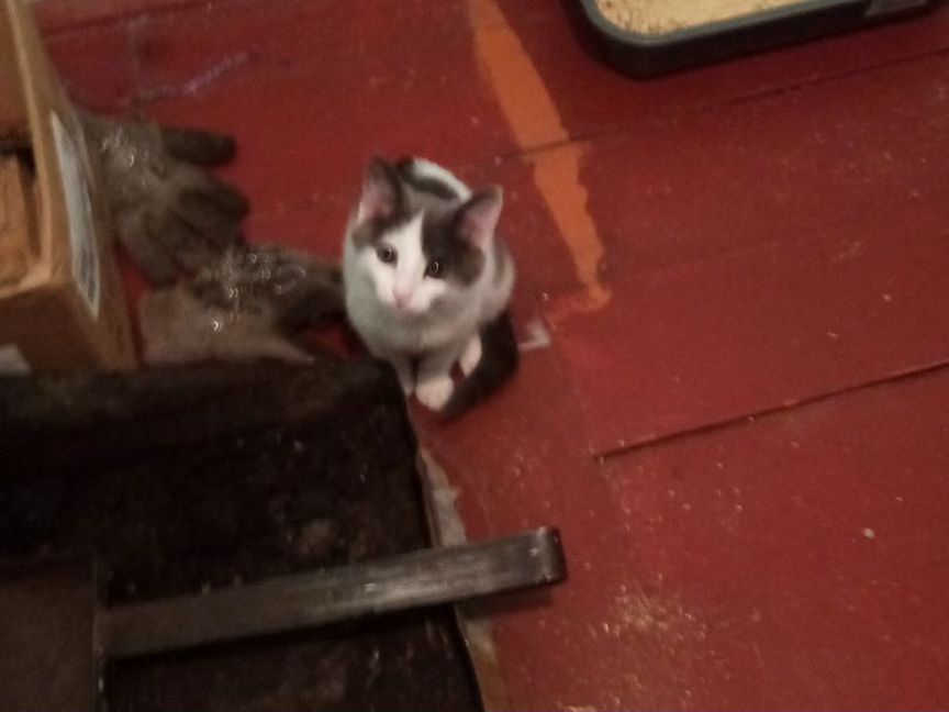 Котик 3мес