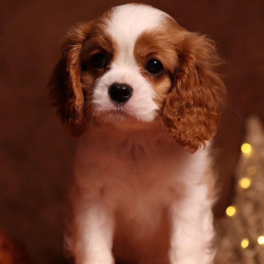 Кавалер кинг-чарльз-спаниель, щенок