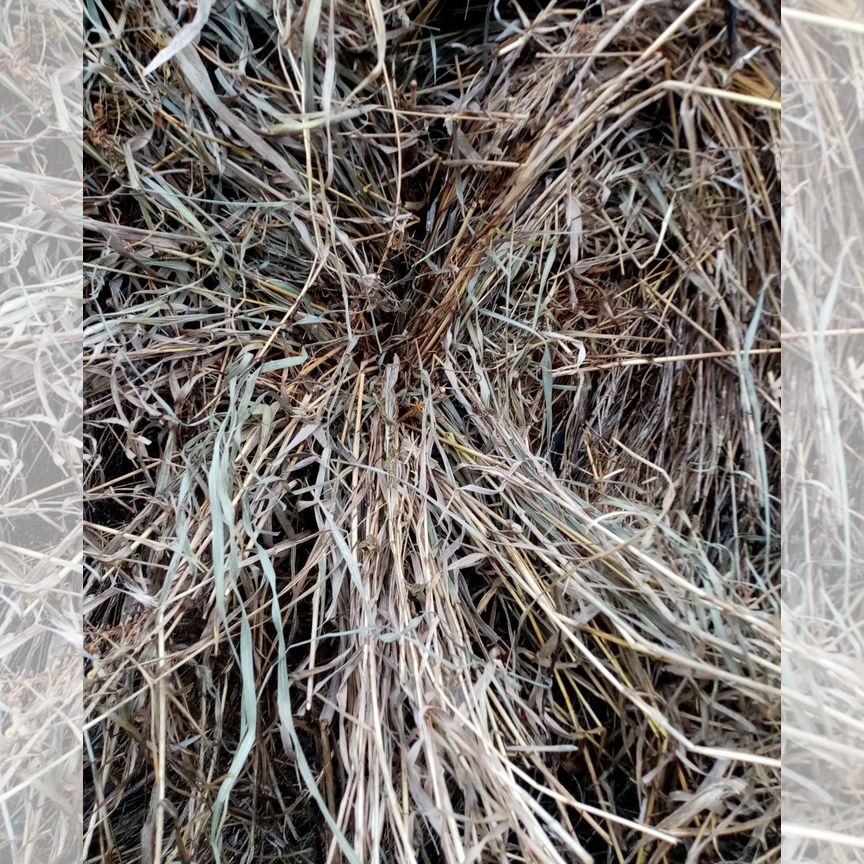 Продам сено в рулонах