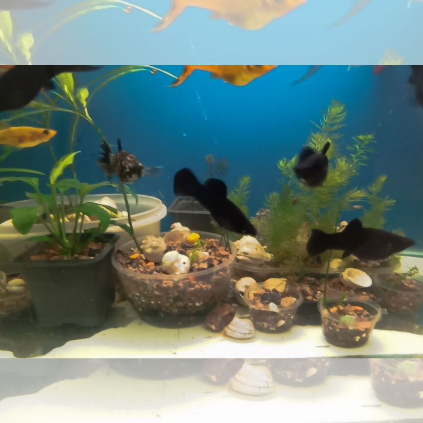 Аквариумные рыбки молинезии