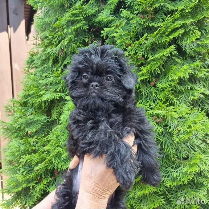 Щенок аффенпинчера