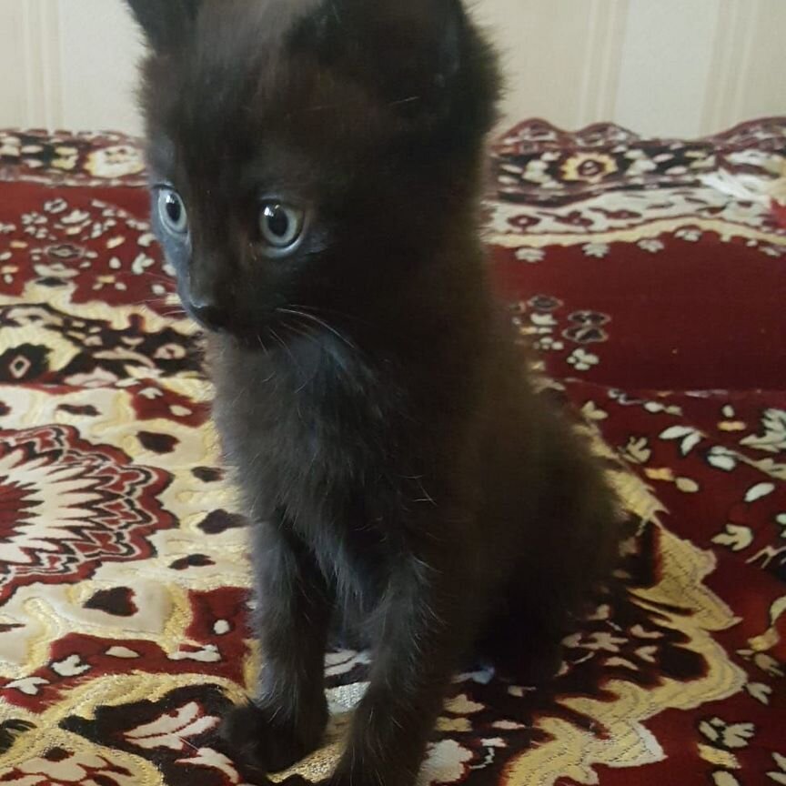 Котята