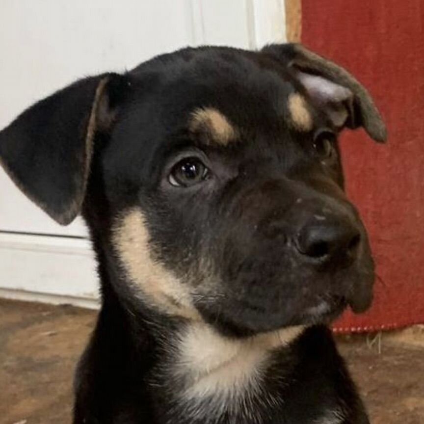 Самый крутой щенок Илар добрым людям на радость