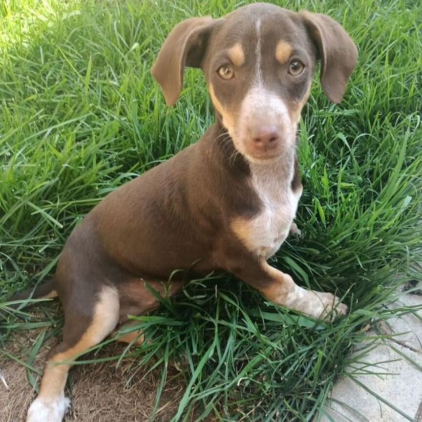 Щенок милая привитая малышка